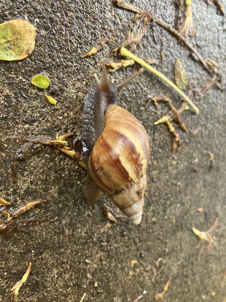 African Giant Snail from Kauaʻi, Kapaa, HI, US on June 2, 2025 at 08:59 ...