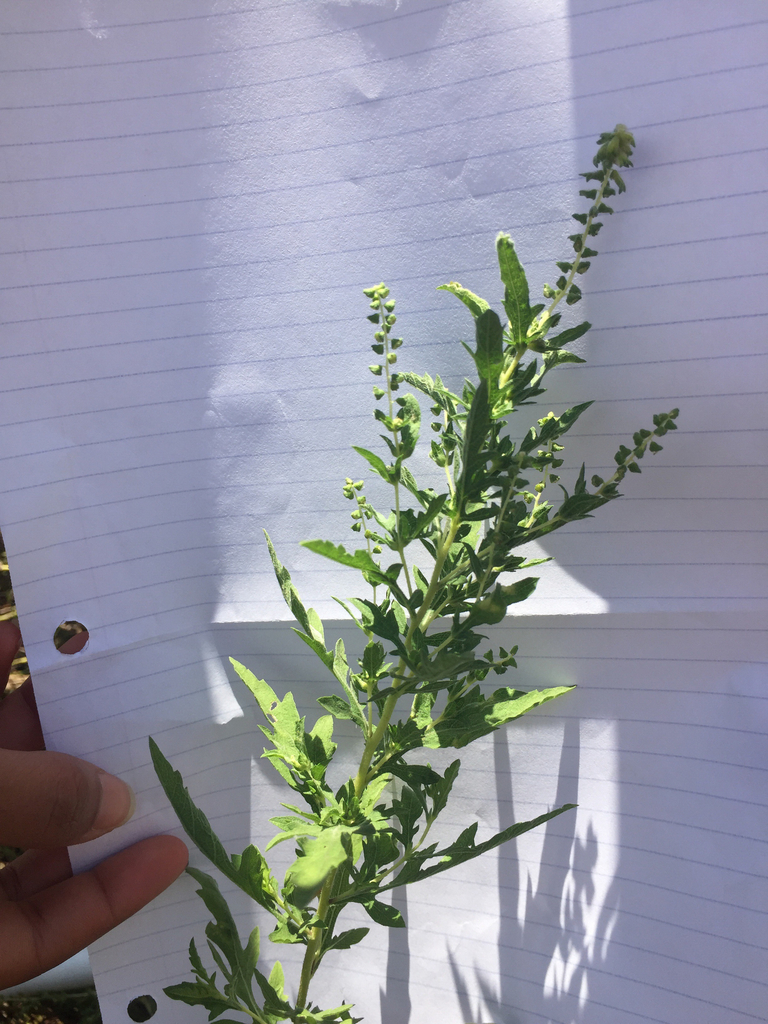 western ragweed from University of Texas, Houston, TX, US on October 7 ...