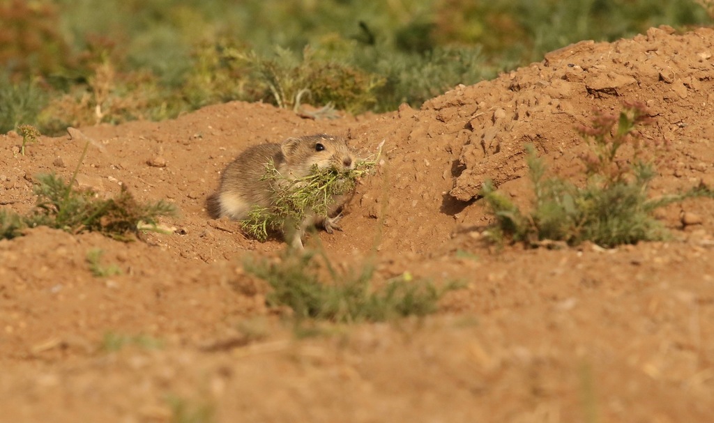 Brandt's vole from Altanbulag, Mongolia on September 05, 2019 at 01:39 ...