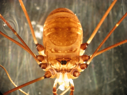 Genus Parageaya · iNaturalist