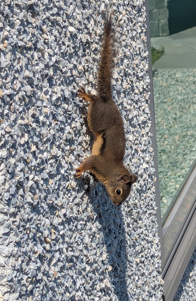 Douglas' Squirrel from West Vancouver, BC V7W 3A9, Canada on June 2 ...