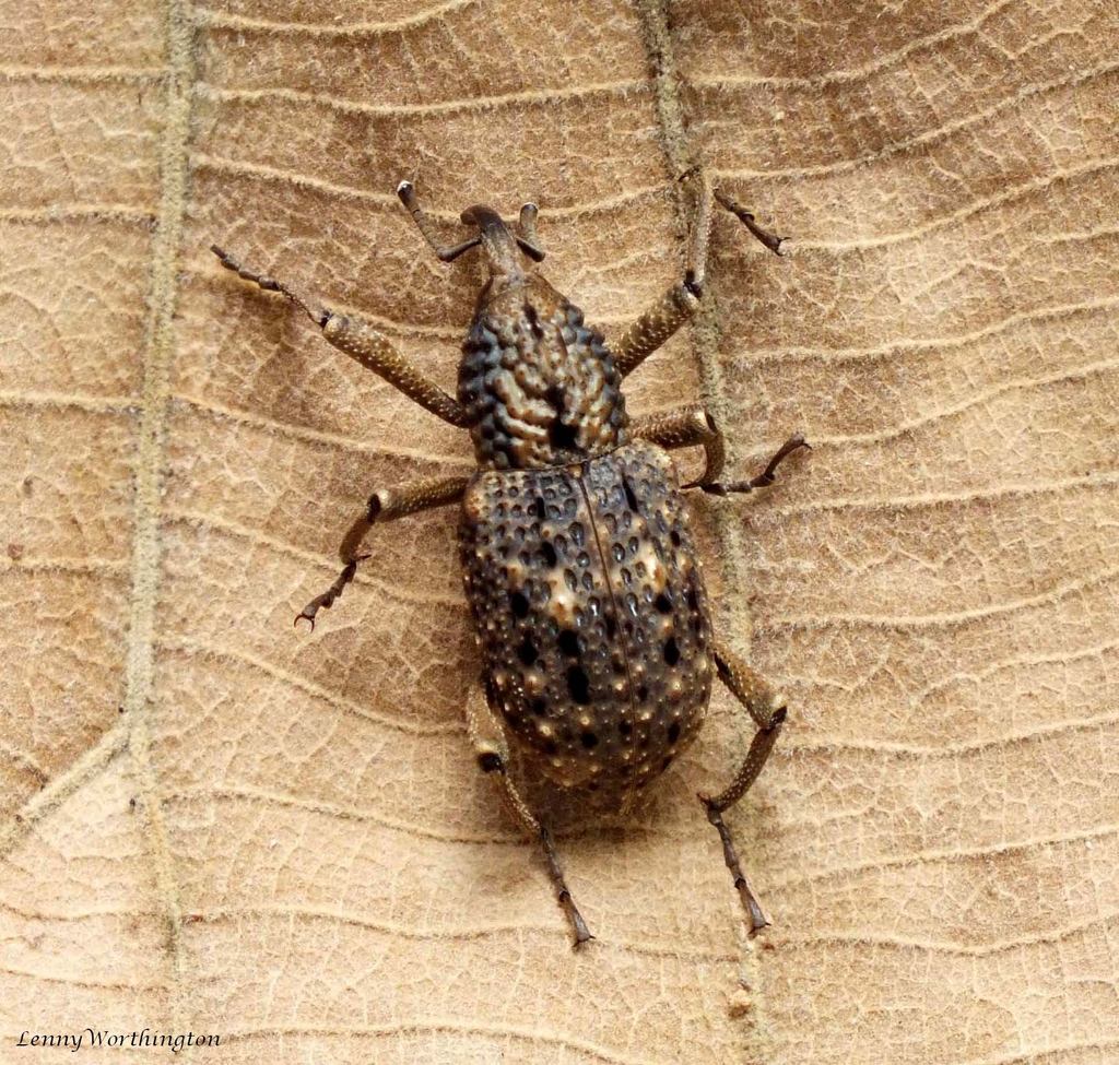 Sipalinus gigas from Punjen Phrae Thailand on June 21, 2017 at 11:44 AM by Leonard Worthington ...