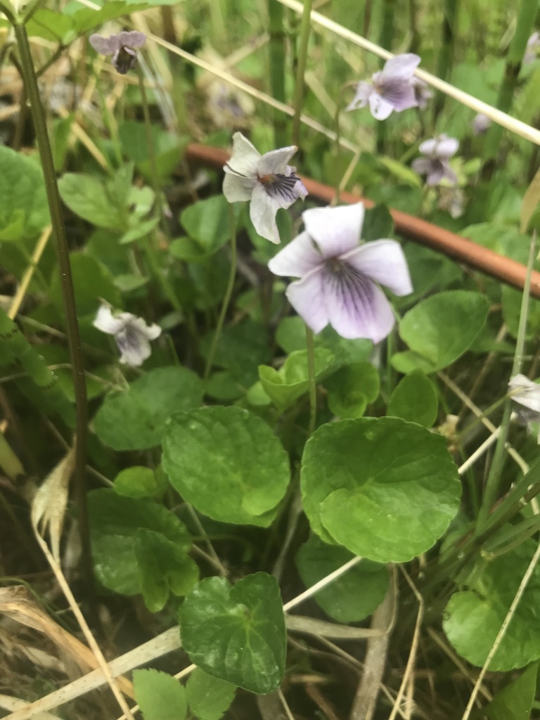 dwarf marsh violet from Spillum St, Seldovia, AK, US on June 2, 2025 at ...
