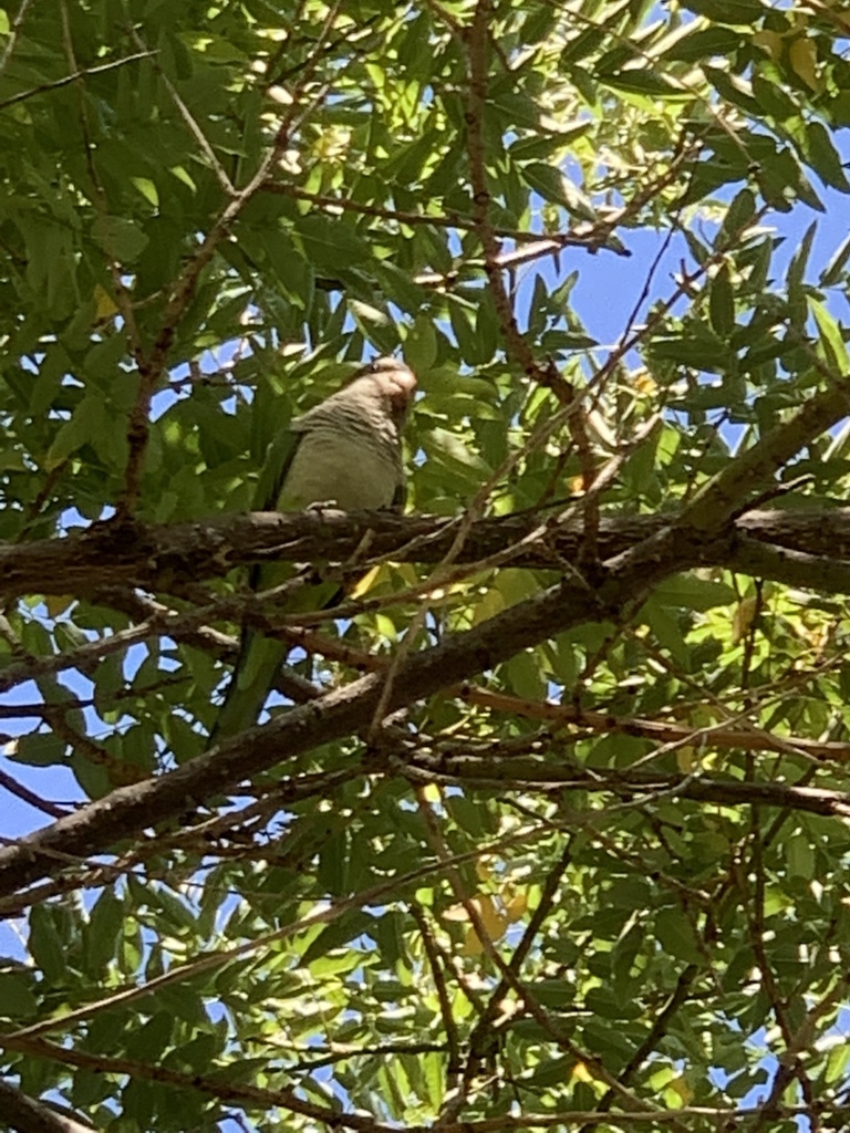 Monk Parakeet from Riverside Park, New York, NY, US on September 15 ...