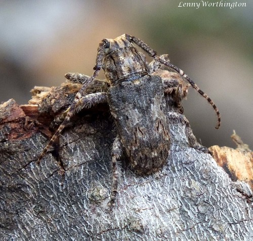 Aesopida malasiaca · iNaturalist