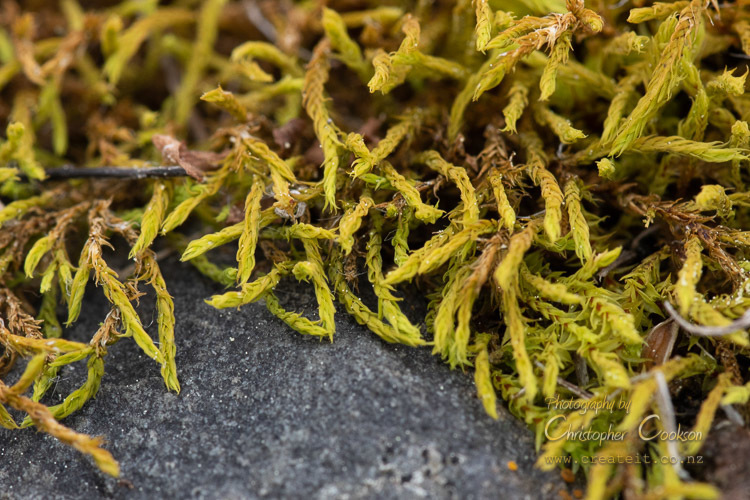 mosses from Burleigh, Blenheim, New Zealand on September 07, 2019 at 03 ...