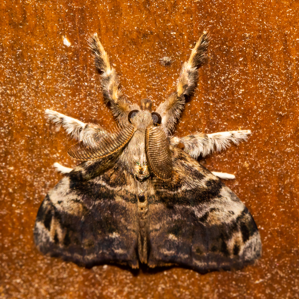 Definite Tussock Moth from Patuxent Research Refuge, Anne Arundel ...