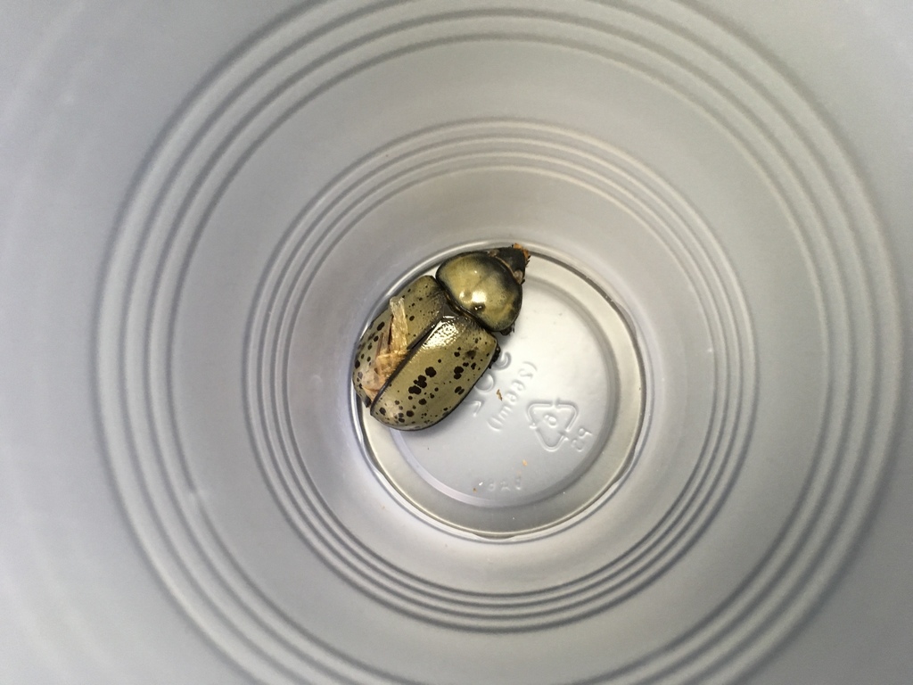 Eastern Hercules Beetle from Donelson Christian Academy, Nashville, TN ...