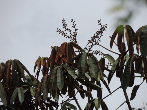 Schefflera trianae · iNaturalist