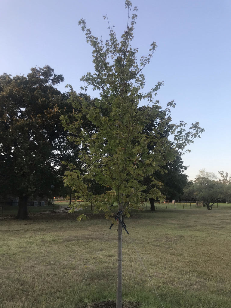 Freeman's Maple (My House Guide) · iNaturalist