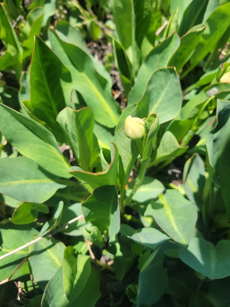 Yerba Mansa from Montague, CA 96064, USA on June 3, 2025 at 01:40 PM by ...