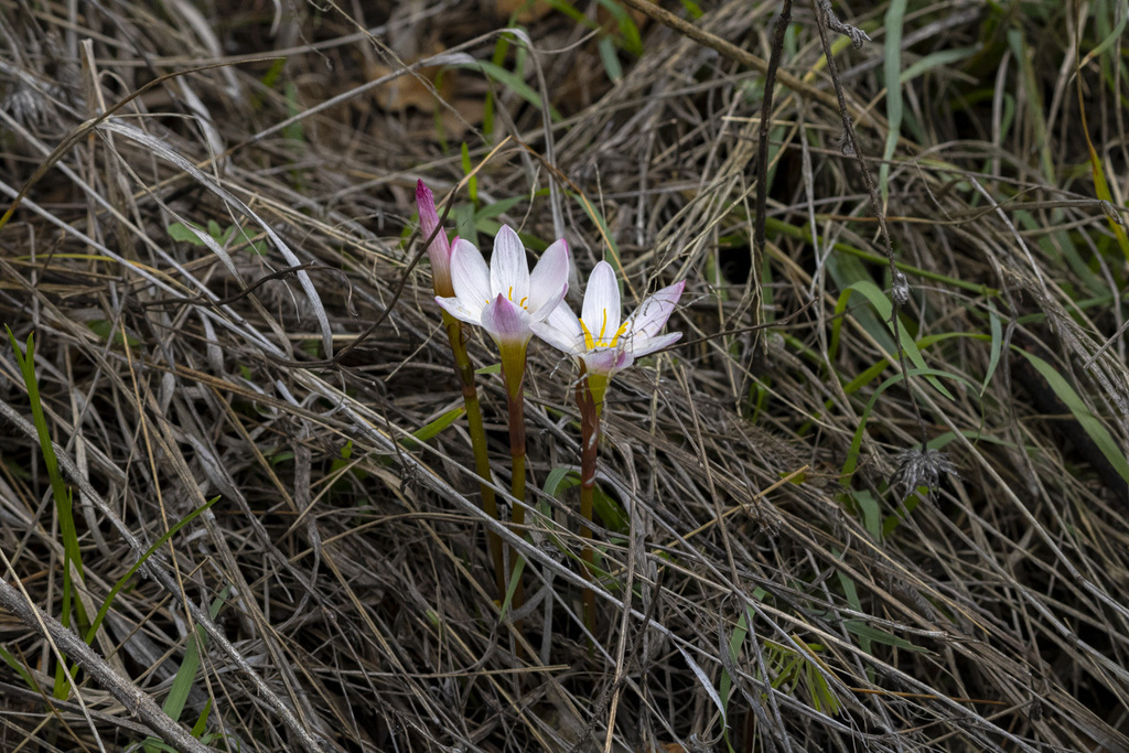 rosepink zephyr lily from Bosques de Moctezuma, Naucalpan de Juárez ...
