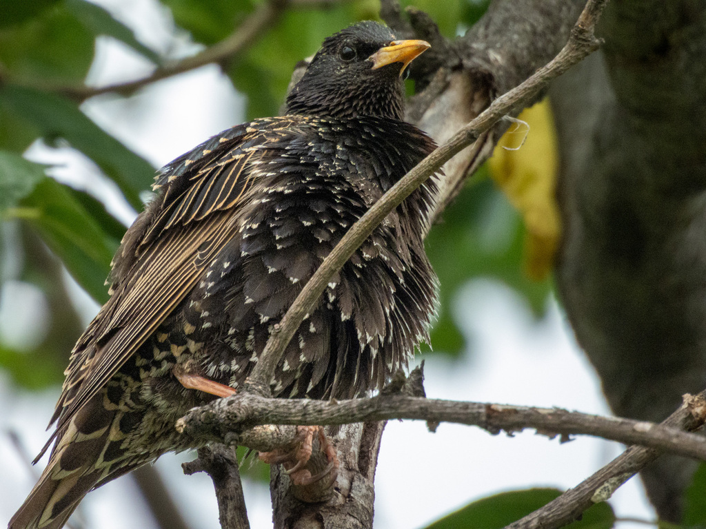 European Starling from Niños Héroes, Ciudad Universitaria, San Nicolás ...