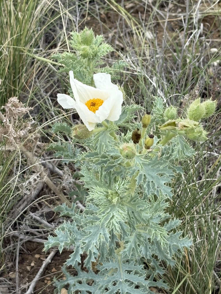 prickly poppies from Lake Pueblo State Park, Pueblo, CO, US on June 3 ...