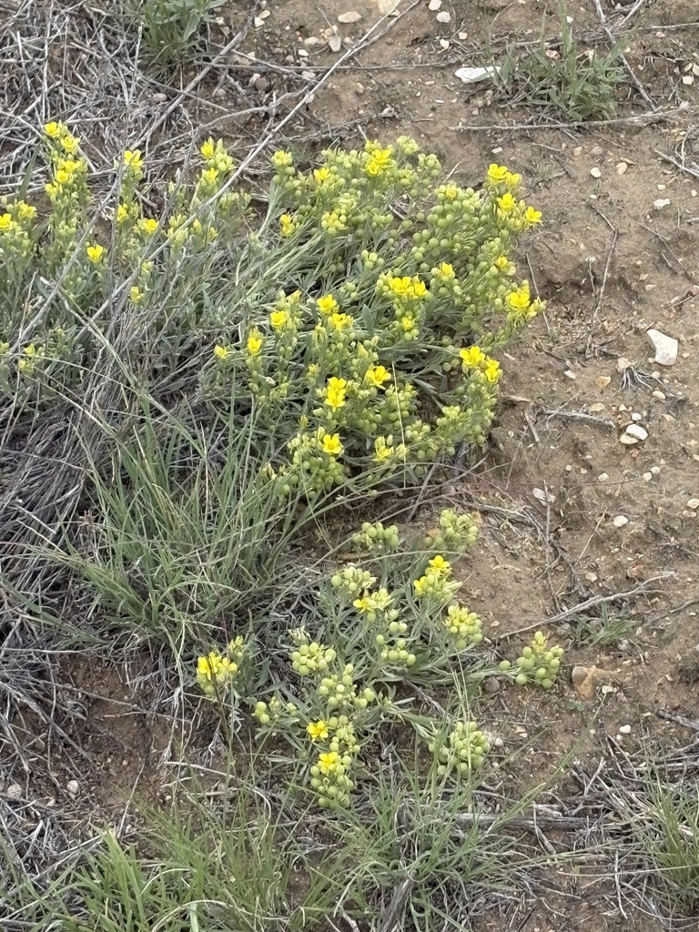 bladderpods from Lake Pueblo State Park, Pueblo, CO, US on June 3, 2025 ...