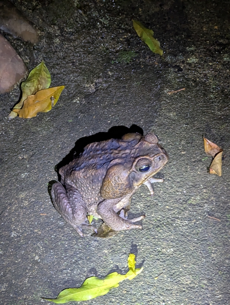 Giant Toad from la tigra san carlos cerritos, Provincia de Alajuela ...