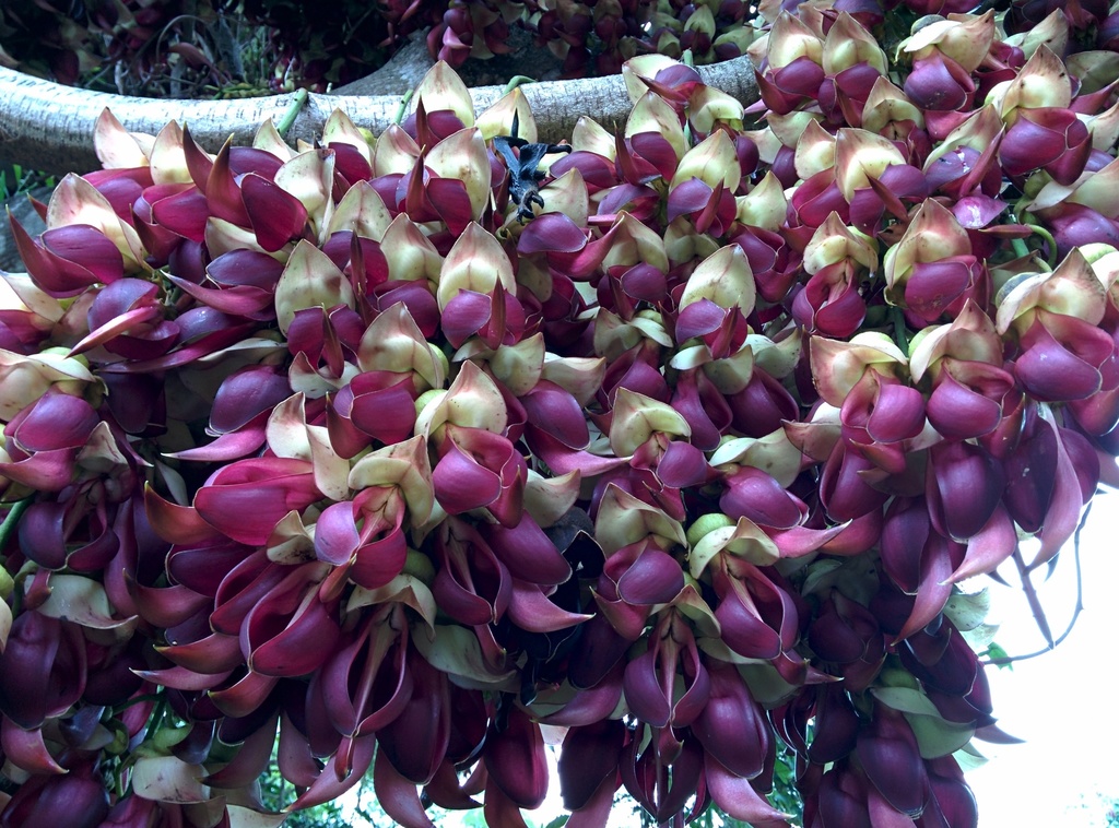 (Mucuna sempervirens) - Botanical Realm