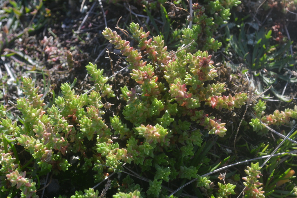 Australian Stonecrop from 380 Pirates Bay Dr, Eaglehawk Neck TAS 7179 ...