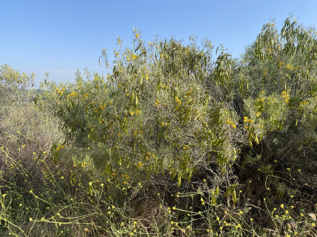 silver senna from Burbank Motorway, Claremont, CA, US on May 29, 2025 ...