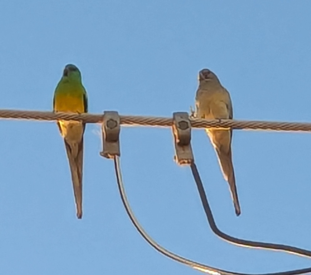 Red-rumped Parrot from Mildura VIC 3500, Australia on June 4, 2025 at ...