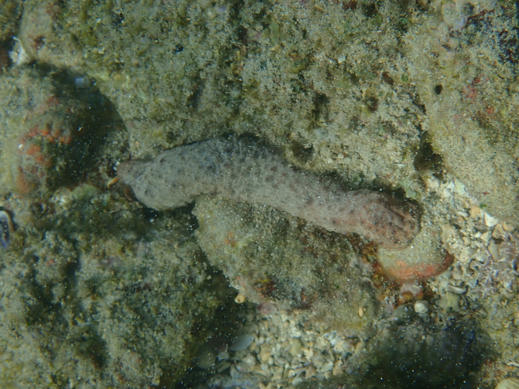 Ashy Pink Sea Cucumber from Poipu, HI 96756, USA on June 3, 2025 at 06: ...