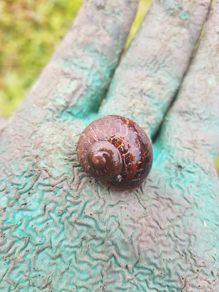 Garden Snail from Wollaton, Nottingham, UK on September 16, 2019 at 10: ...