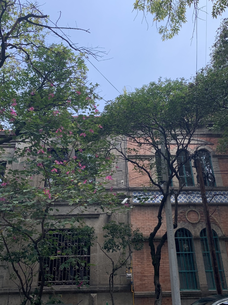 Orchid Trees from Calle Flora, Mexico City, CDMX, MX on September 16 ...