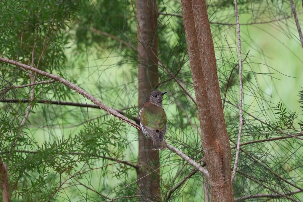 Shining Bronze Cuckoo from Shortland NSW 2307, Australia on June 1 ...