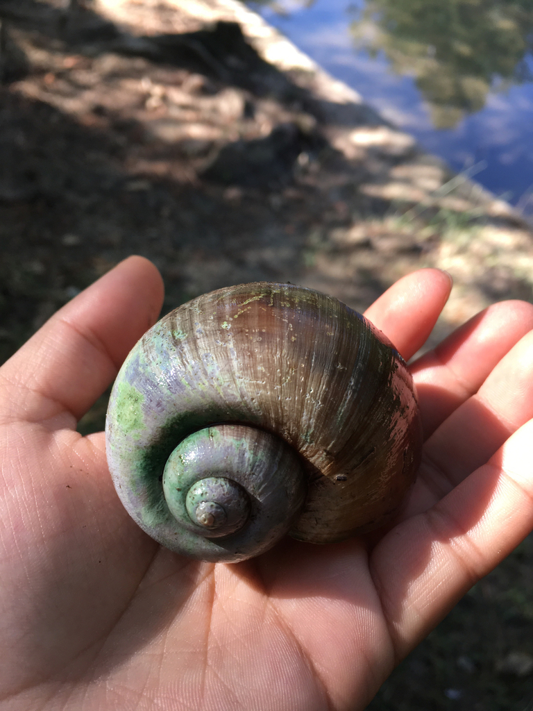 Island Apple Snail from Hermann Park, Houston, TX, US on October 8 ...