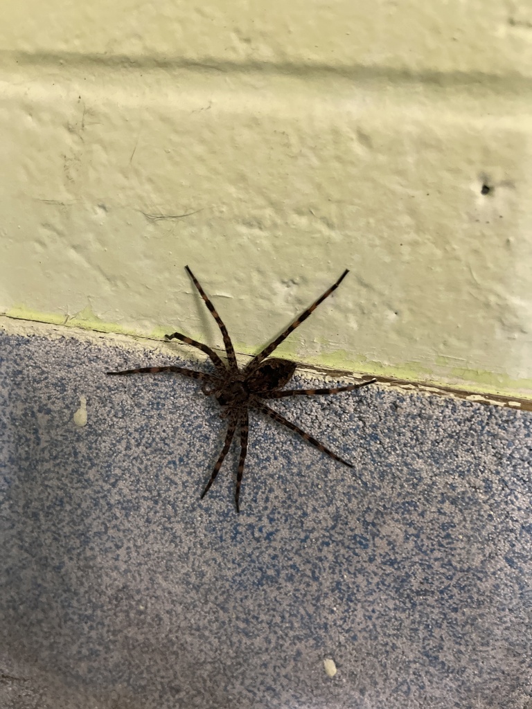 Dark Fishing Spider from State Route 10 E, East Hanover, NJ, US on June ...