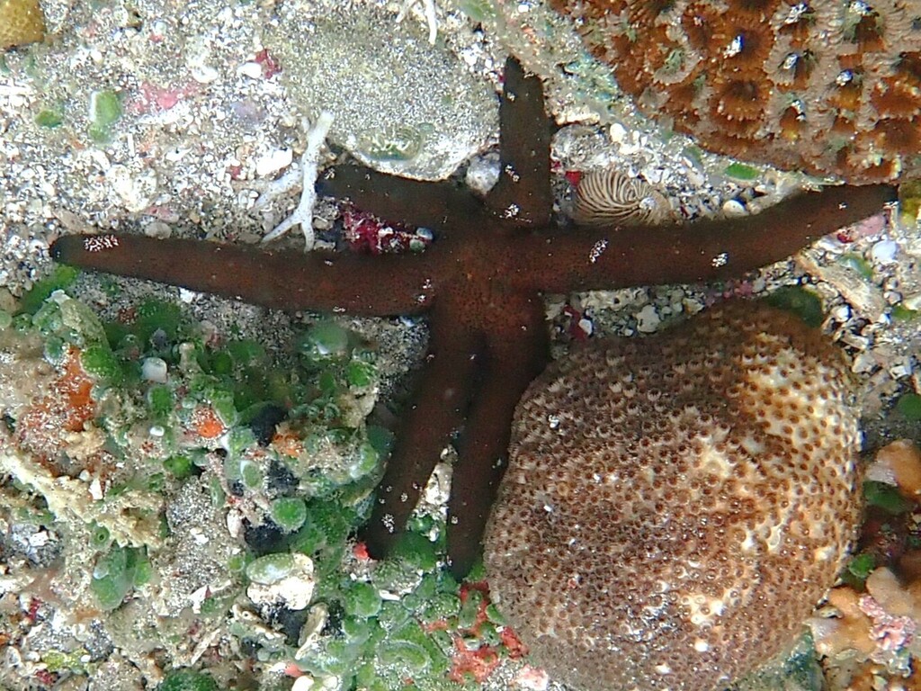 Luzon Sea Star from Alor Regency, East Nusa Tenggara, Indonesia on May ...