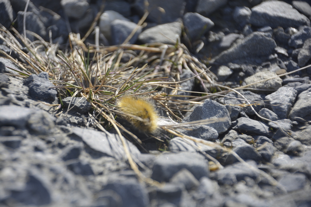Arctic Woolly Bear Moth from Alert, NU, Canada on June 22, 2018 by ...