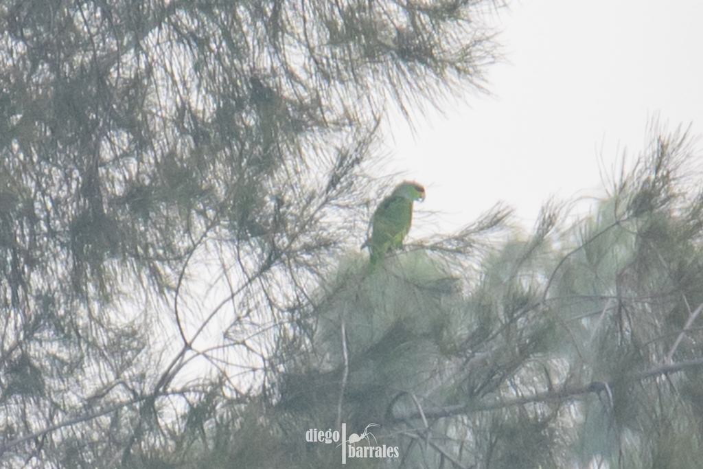 Lilac-crowned Amazon in June 2025 by Diego Barrales · iNaturalist
