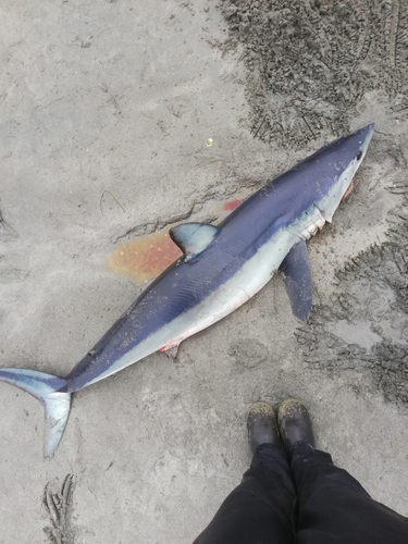 Mackerel Sharks (Family Lamnidae) · iNaturalist