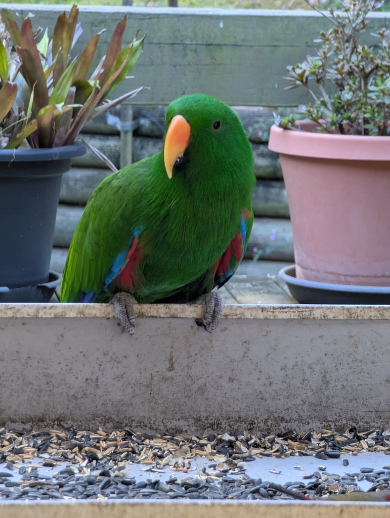 Eclectus Parrots from Bermagui NSW 2546, Australia on June 5, 2025 at ...