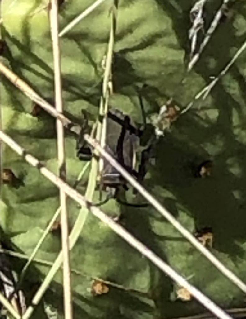 Pentatomomorph Bugs from 6155 Fountain Valley School Rd, Colorado ...