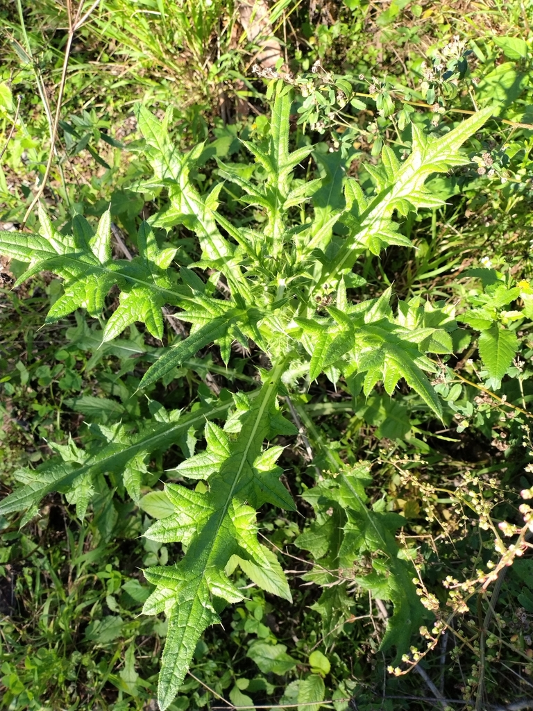 Bull Thistle from North Rocks NSW 2151, Australia on June 5, 2025 at 01 ...