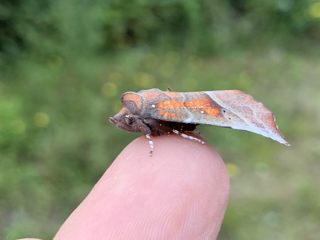 Herald Moth from Region Primorje, RU on September 12, 2019 at 06:44 AM ...