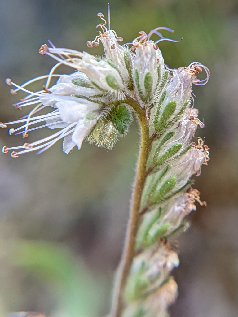 stebbins' phacelia in June 2025 by Courtney Matzke · iNaturalist