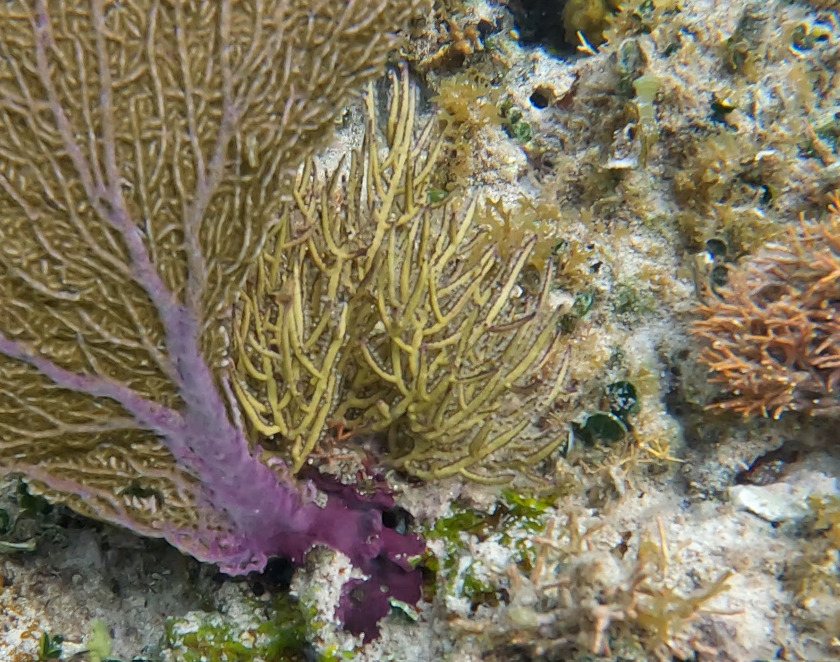 Angular Sea Whip from Arrecifes de Cozumel, Cozumel, MX-QR, MX on May ...