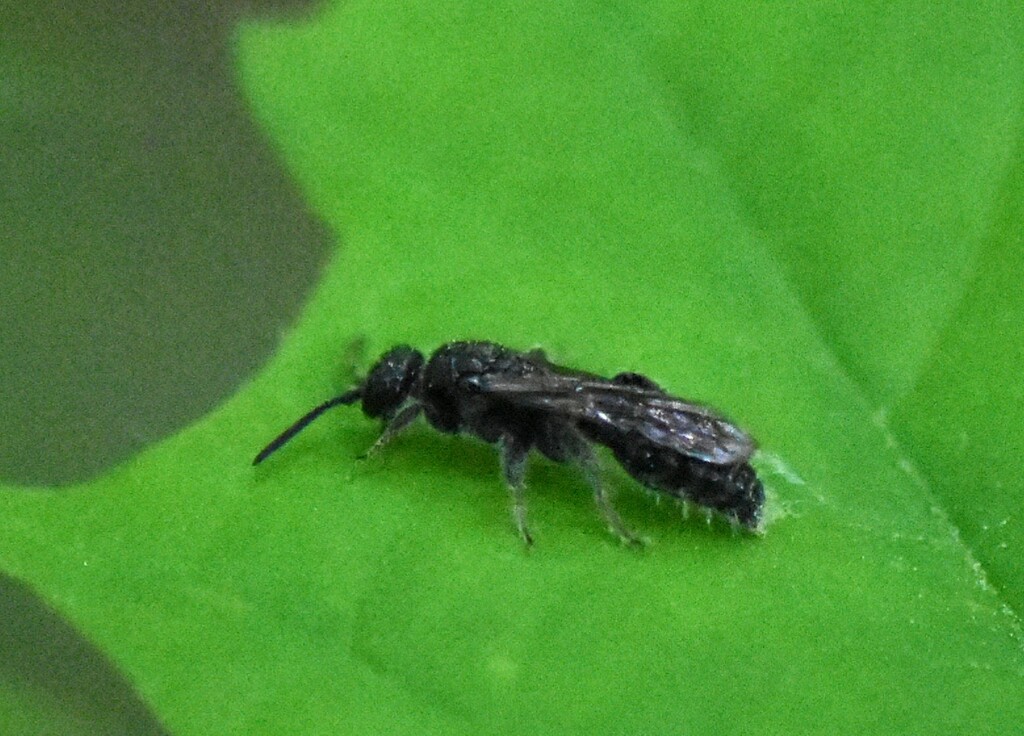 Spider Wasps, Velvet Ants, and Allies from Simcoe County, ON, Canada on ...