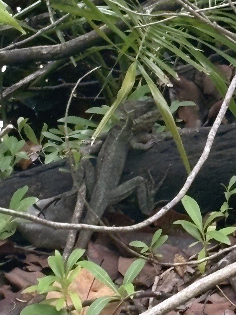 Brown Basilisk from Crandon Park, Key Biscayne, FL, US on June 5, 2025 ...