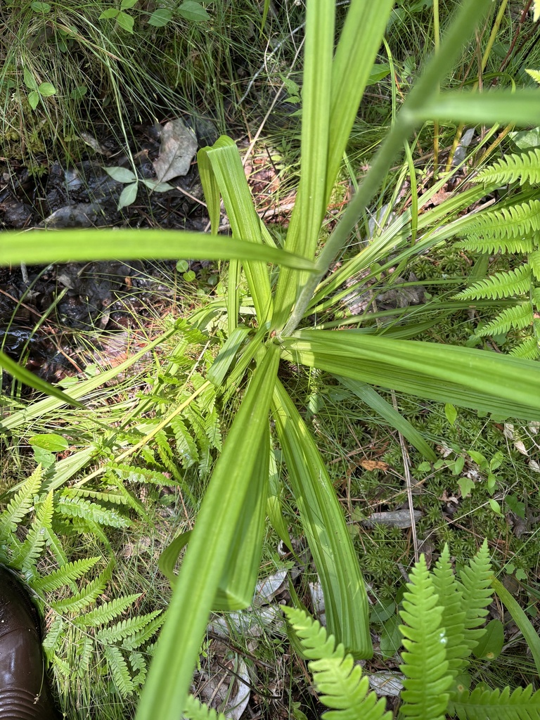 Virginia bunchflower in June 2025 by Sean D Sipple · iNaturalist