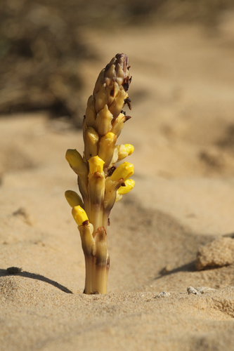 Cistanche phelipaea · iNaturalist