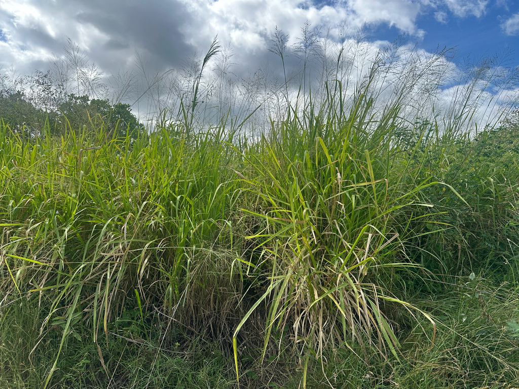guinea grass from 12th Ave, Railway Estate, QLD, AU on April 26, 2025 ...