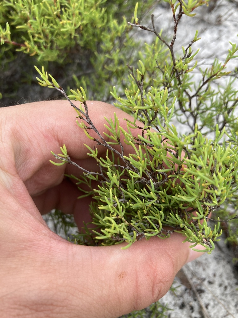 Small's Jointweed in June 2025 by Brandon Woo · iNaturalist