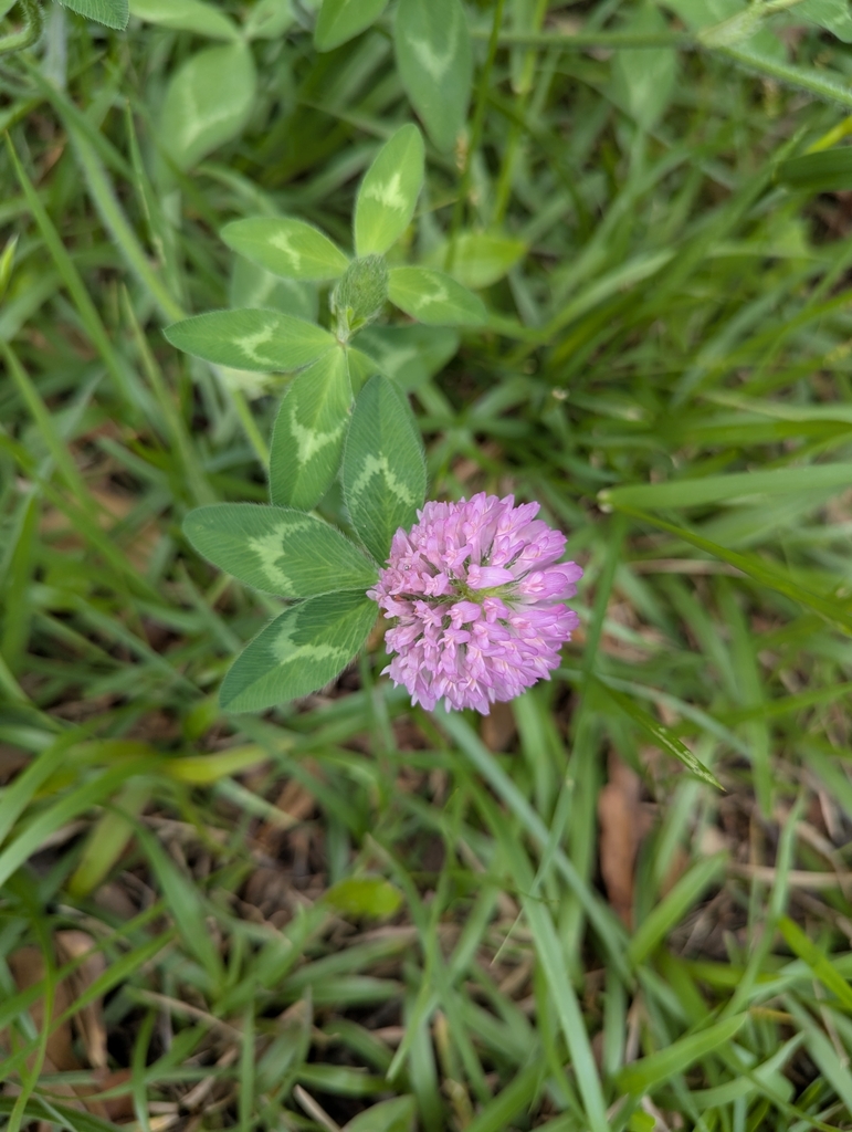 Red Clover from Westwood Ave SW @ Manson Ave SW, Atlanta, GA 30310, USA ...