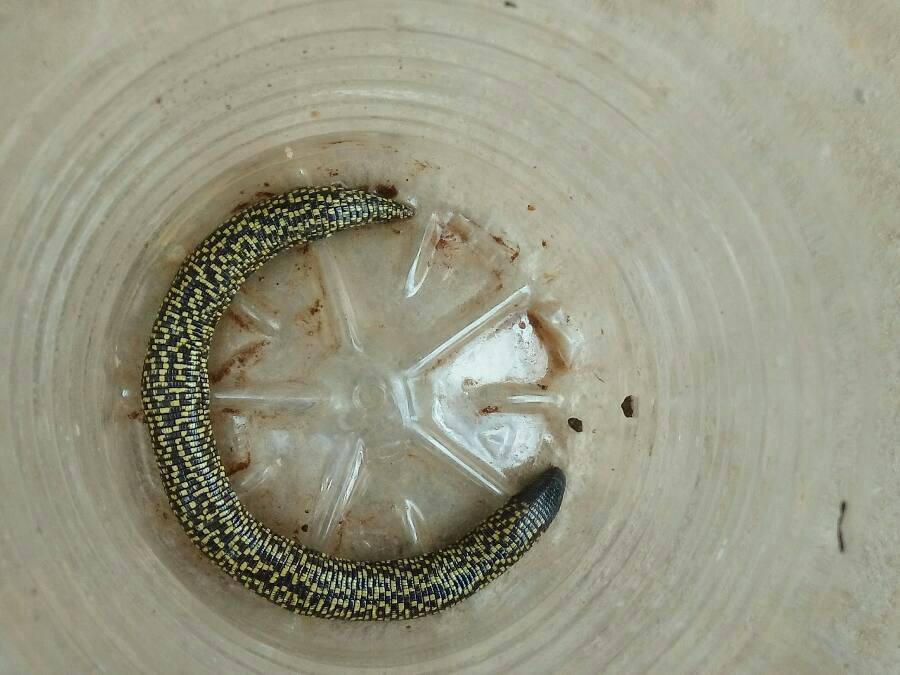 Checkerboard Worm Lizard from Mechtras, Algérie on September 17, 2019 ...