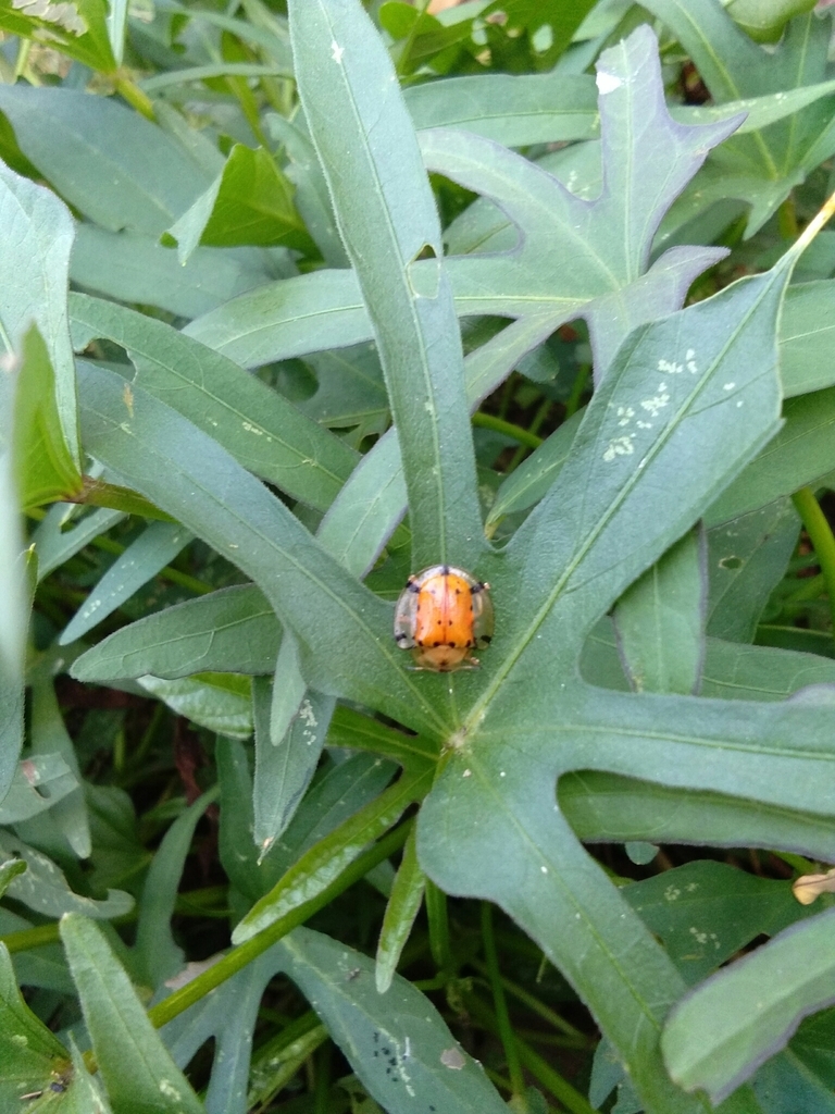 Asian Spotted Tortoise Beetle from Manonjaya, Jawa Barat, Indonesia on ...