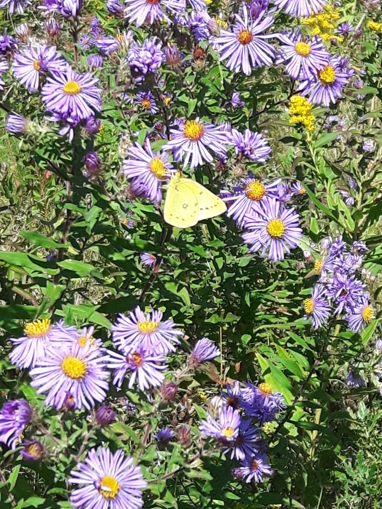 Orange Sulphur from Mississauga, ON L5N 6R4, Canada on September 17 ...